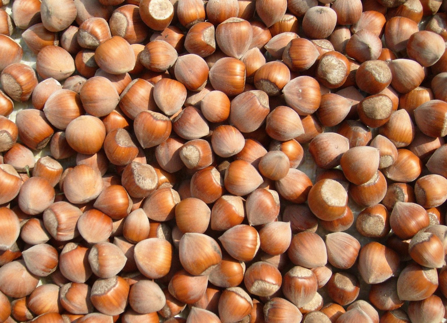 O que é avelã e quais seus benefícios? - eCycle