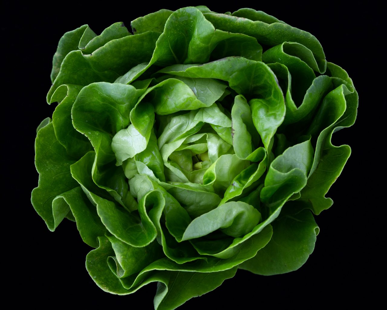 Dieta low carb: 23 vegetais para incluir no menu - eCycle