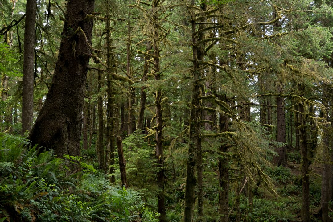 O que é bioma? Características e exemplos - eCycle