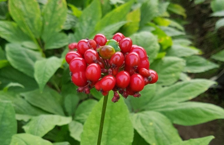 Ginseng: para que serve e benefícios - eCycle