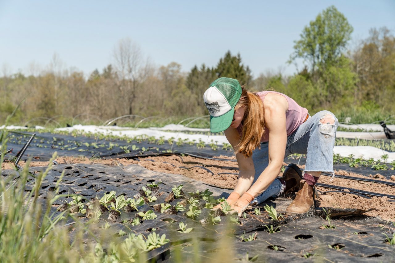 ODS 2 da ONU: Fome zero e agricultura sustentável - eCycle