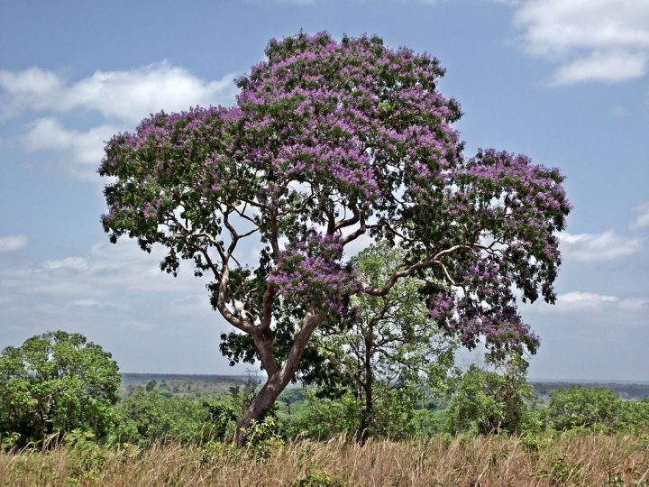 Sucupira: para que serve e como usar