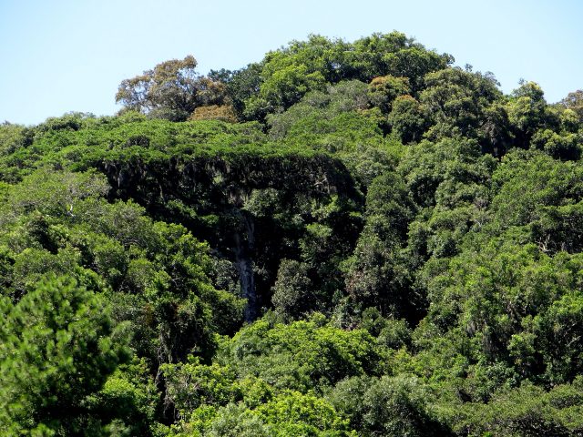 Entenda a importância das florestas tropicais - eCycle