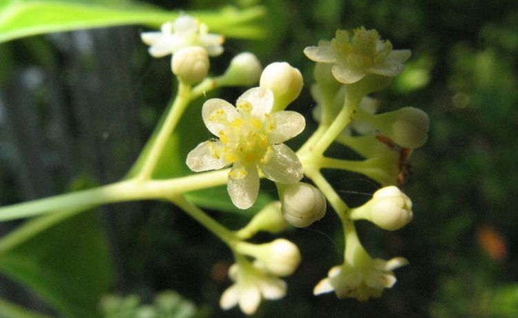 Cânfora: benefícios, como usar e contraindicações - eCycle