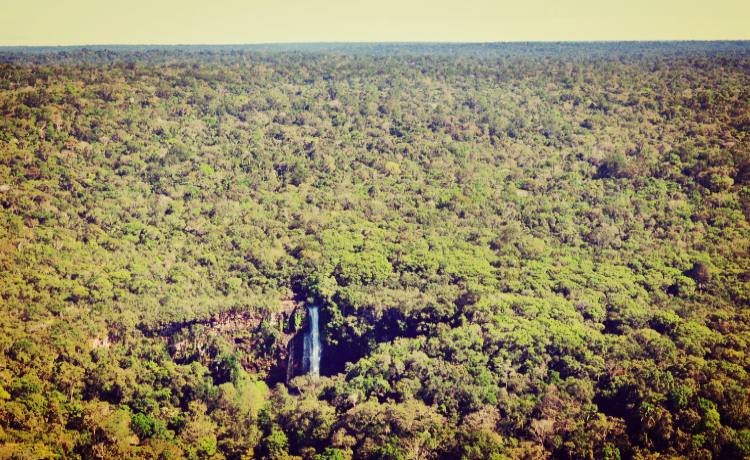 Amazônia Legal: o que é, fatos e importância - eCycle