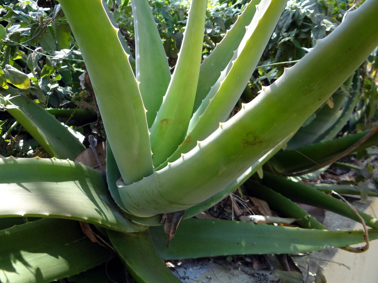 O que é Aloe vera e para que serve - eCycle