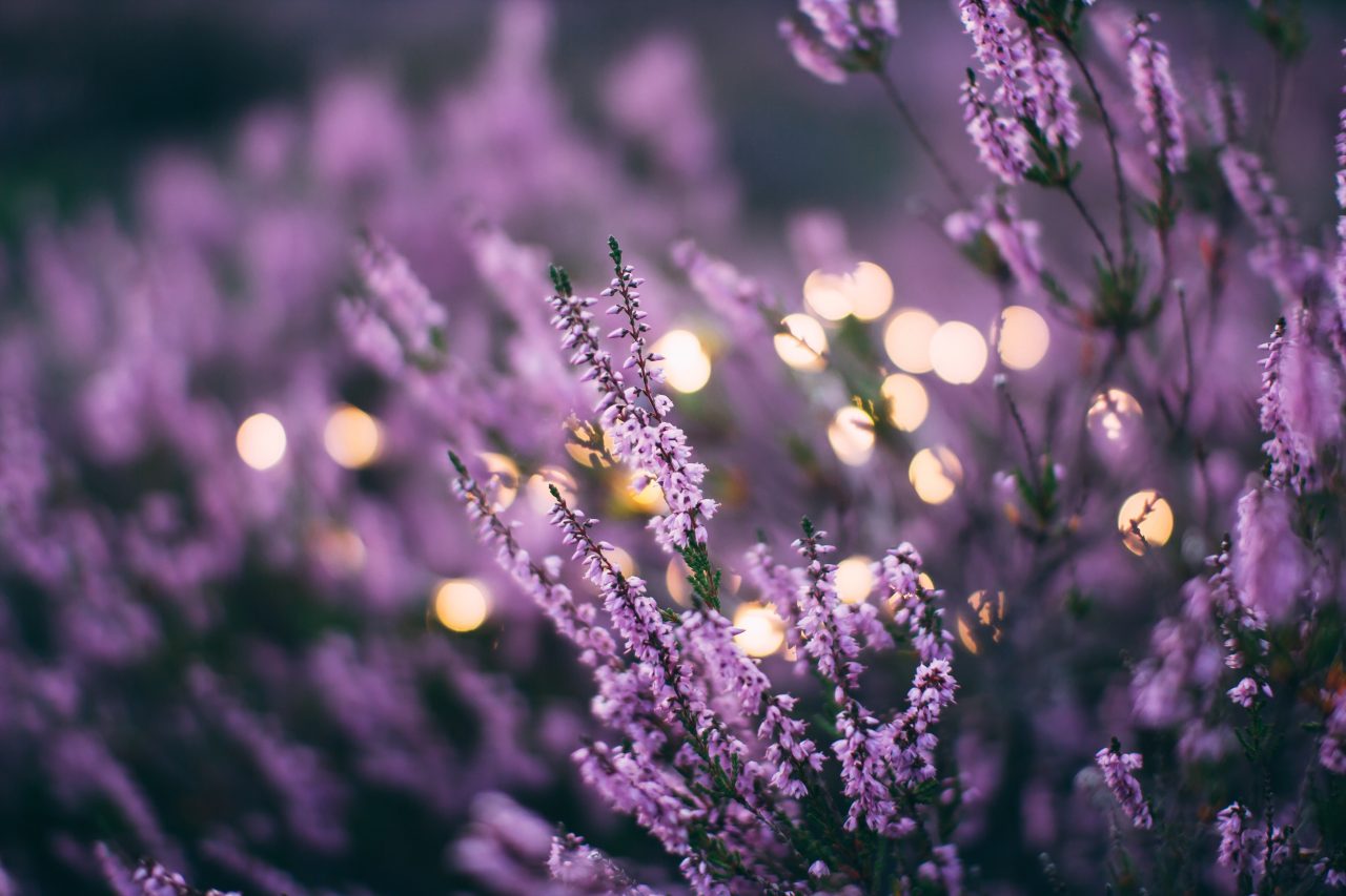 O que é lavanda e quais são os seus benefícios - eCycle