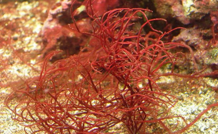 O que é ágar-ágar, para que serve e benefícios