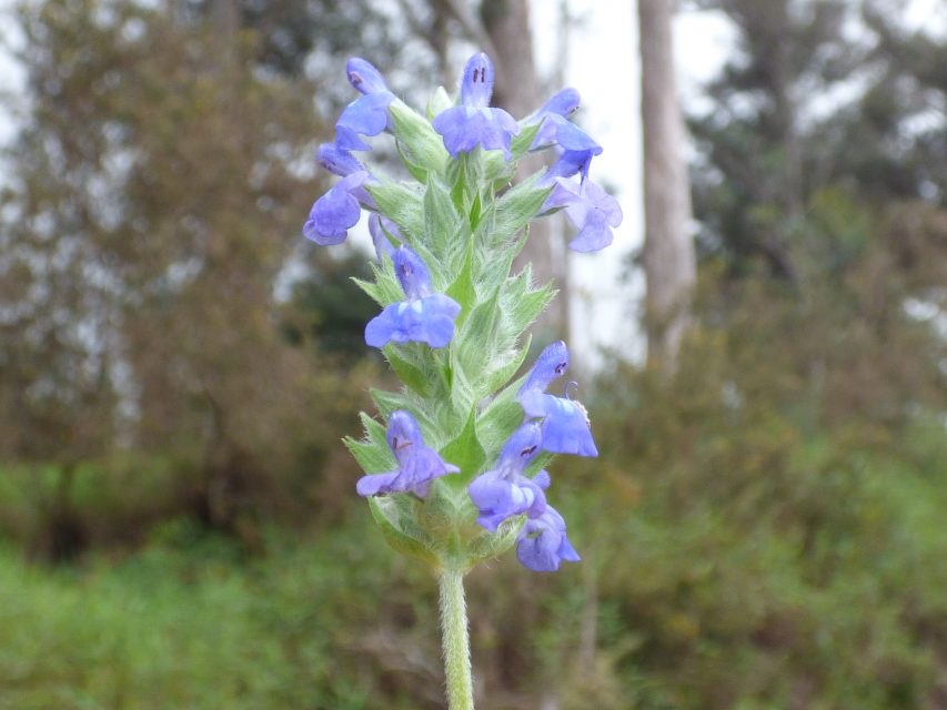 Sálvia: para que serve, tipos e benefícios - eCycle