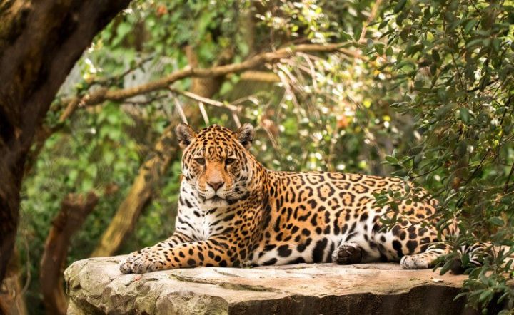 Conheça os principais animais da Amazônia - eCycle