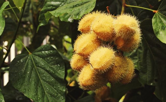 O que é urucum e seus benefícios - eCycle