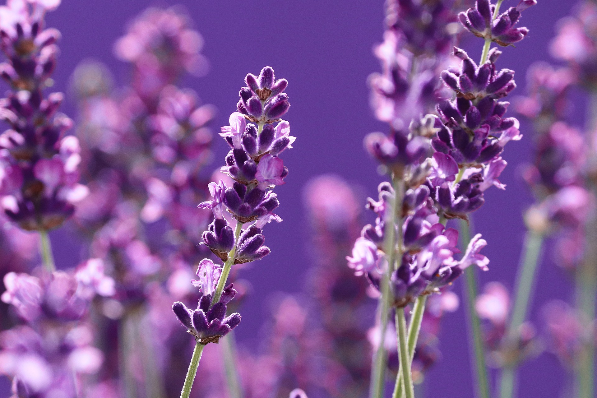 18 remédios naturais para cultivar em casa - eCycle
