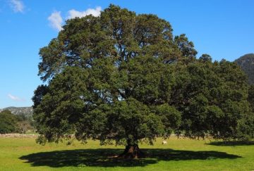Cânfora: para que serve, benefícios e cuidados