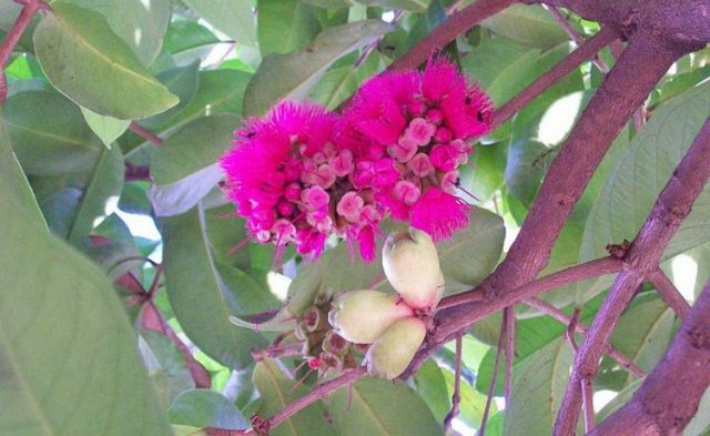 O que é jambo e quais seus benefícios? - eCycle