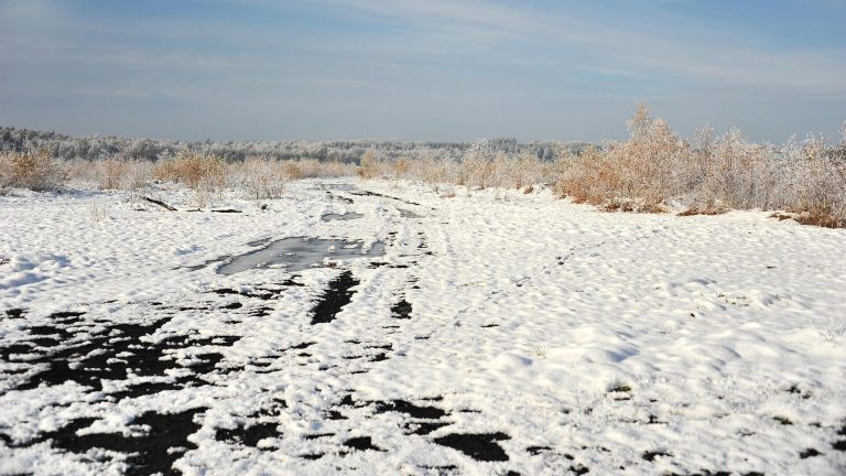 Húmus: o que é e quais são suas funções para o solo - eCycle