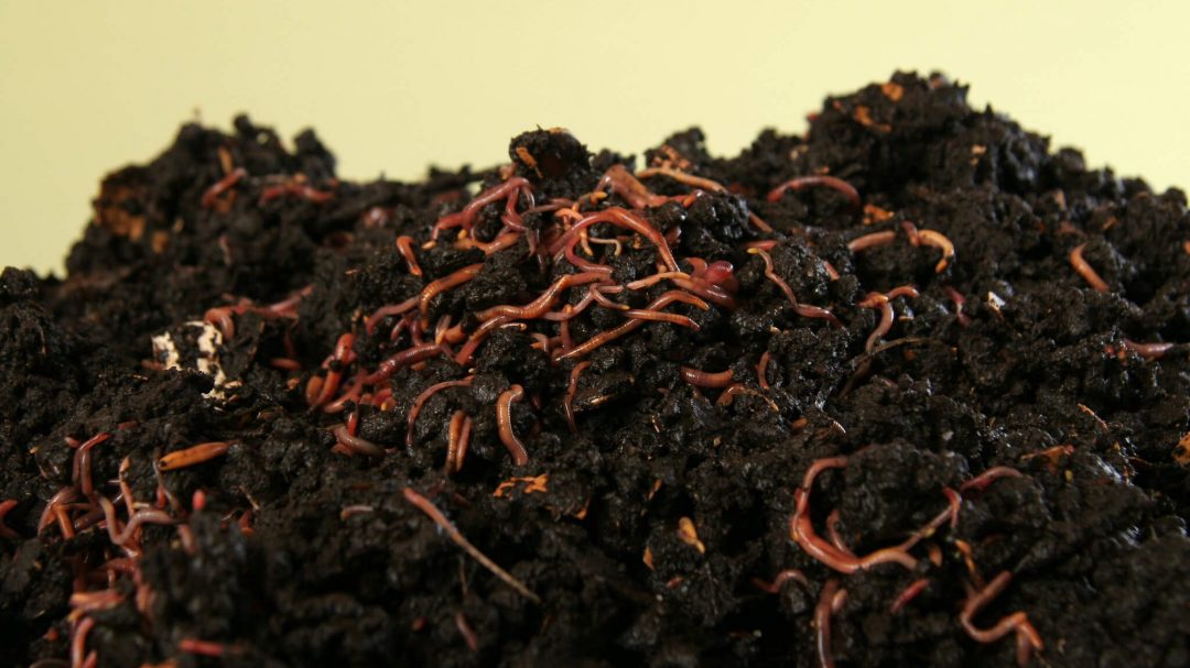 Húmus: o que é e quais são suas funções para o solo - eCycle