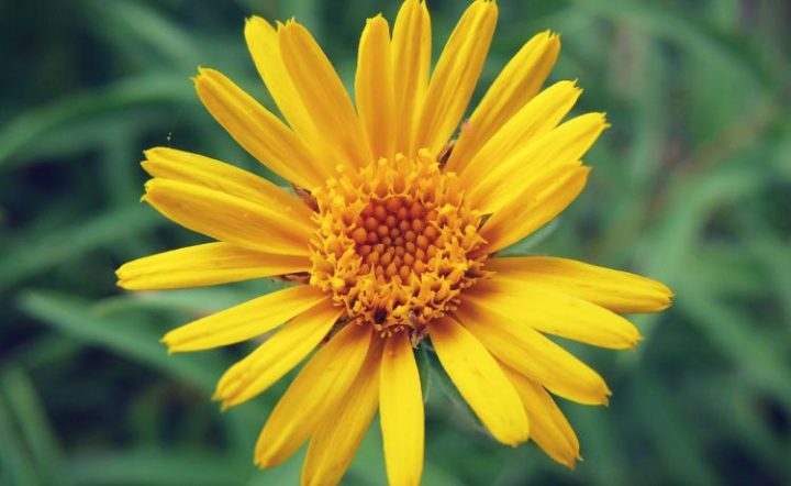 Arnica: para que serve e benefícios