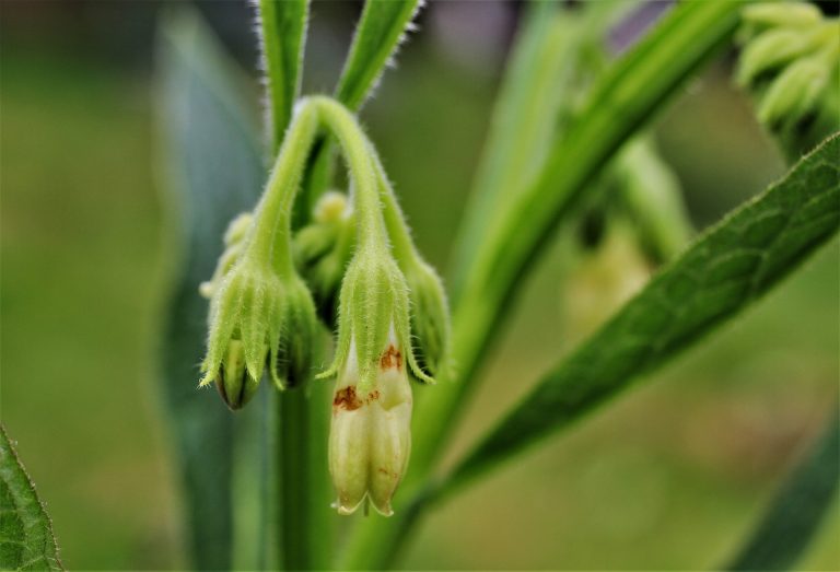 Confrei: o que é e para que serve - eCycle