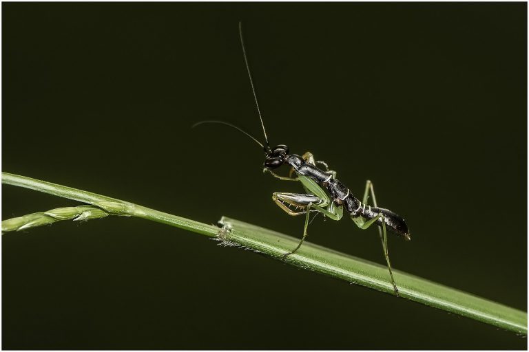 Entomofobia: o que é, sintomas e tratamentos - eCycle