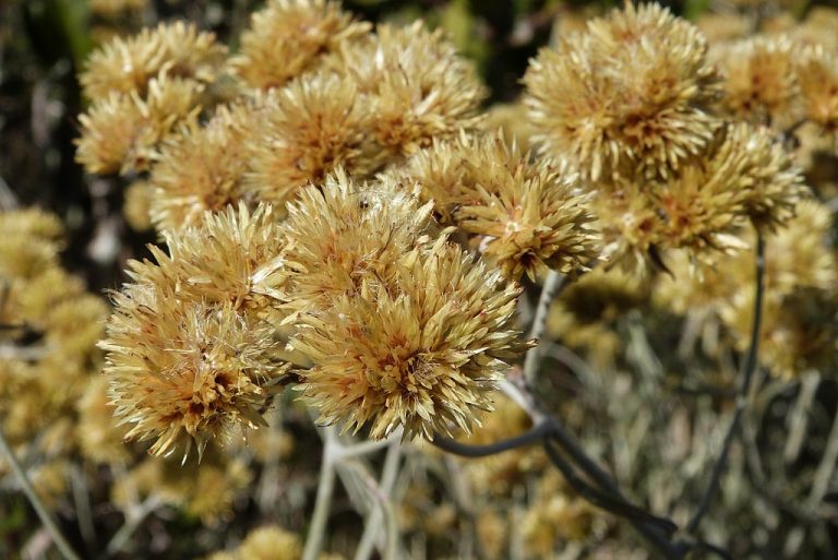 Macela: propriedades e benefícios para a saúde