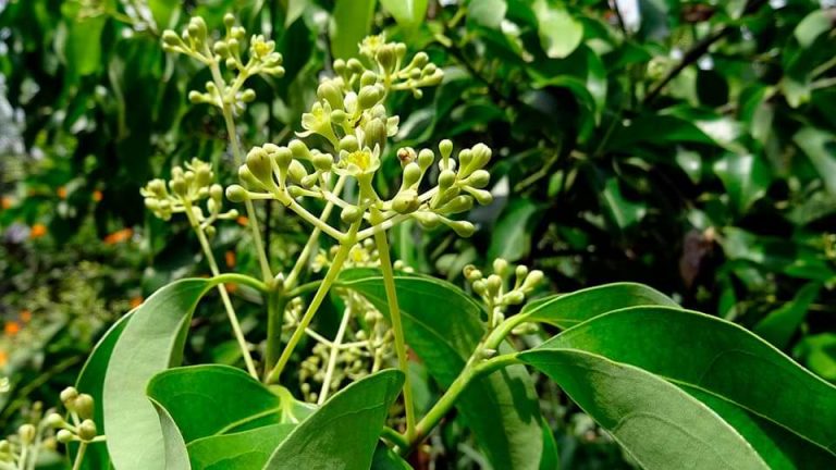 Chá de louro: benefícios, como fazer e quem deve evitar