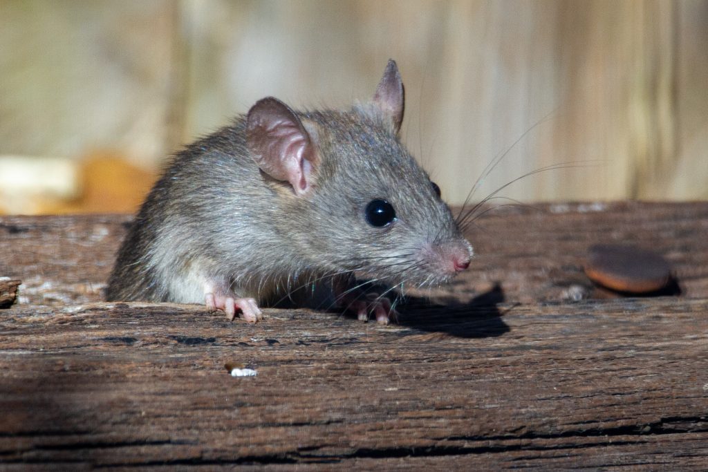 Rato: características e como evitar - eCycle