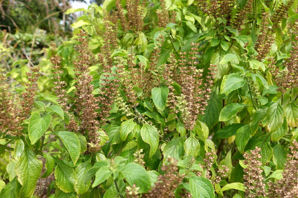 Manjericão: benefícios, tipos e como plantar em casa