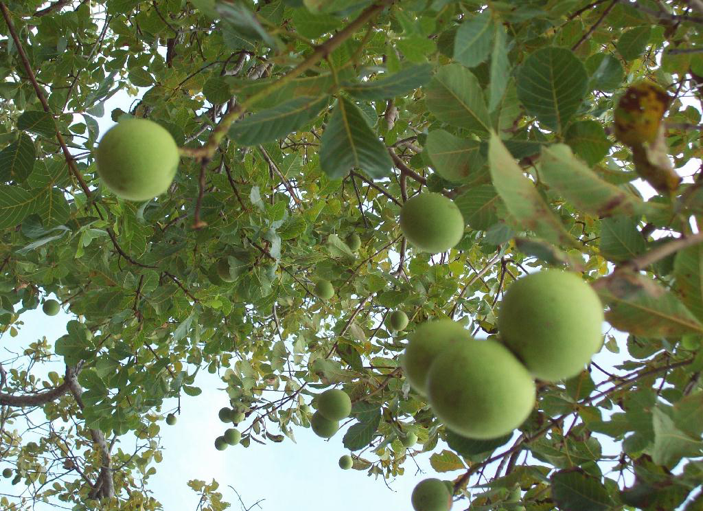 Pequi: benefícios e como consumir