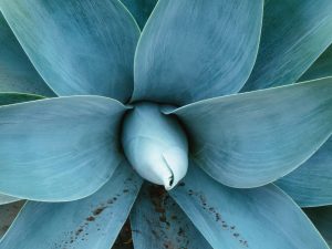 Agave-azul: 6 benefícios para a saúde - eCycle