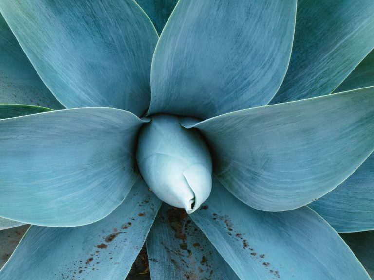 Agave-azul: 6 benefícios para a saúde - eCycle