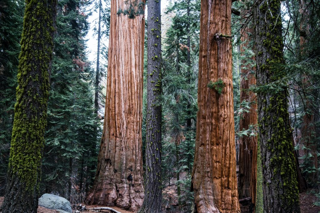 Sequoia gigante: a árvore (quase) à prova de fogo - eCycle