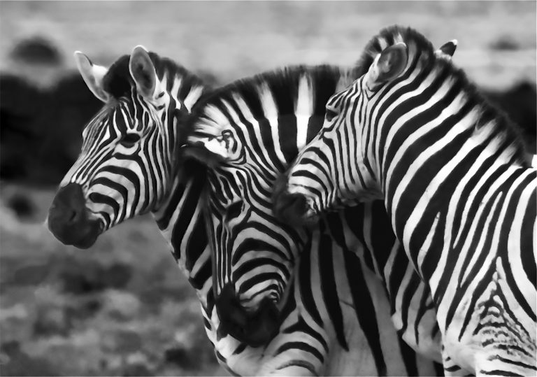 Zebra: características e estado de conservação - eCycle