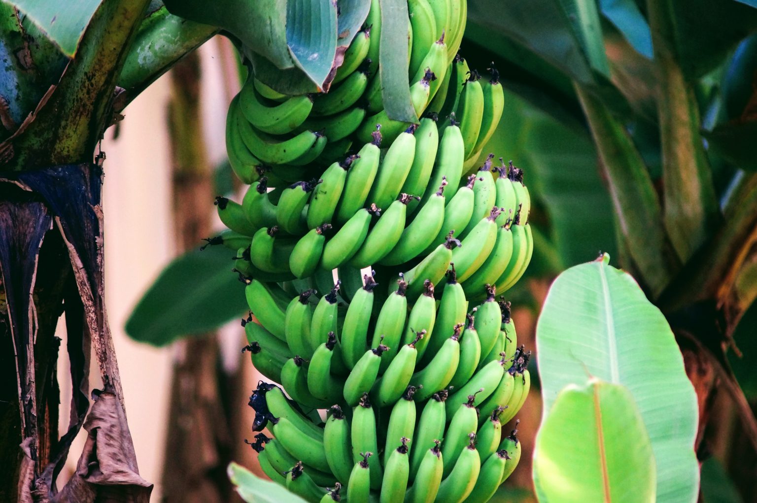 Quais são os benefícios da banana verde? - eCycle