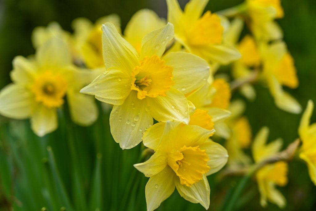 Qual o significado da flor de Narciso? - eCycle