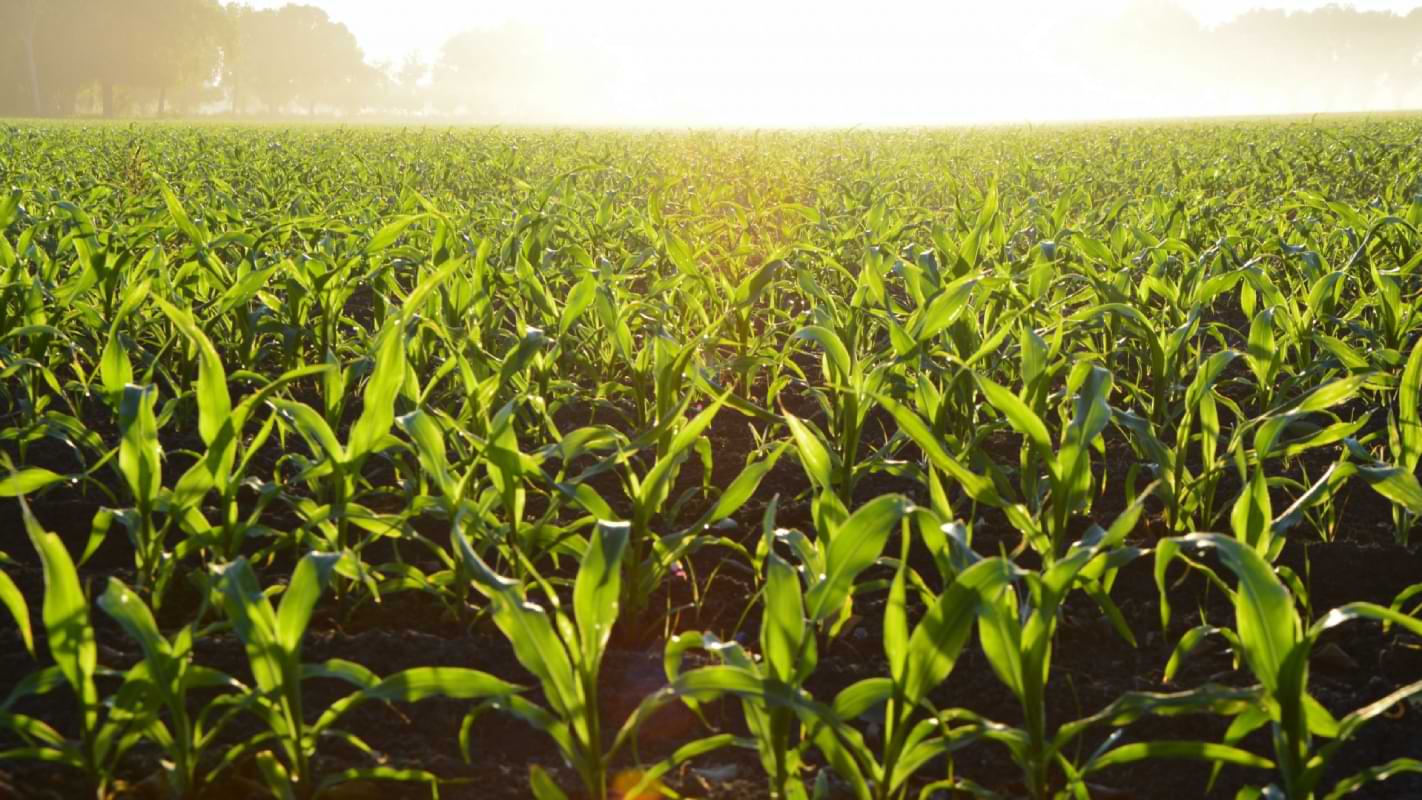 Plantação de milho: como é feita e sua importância - eCycle