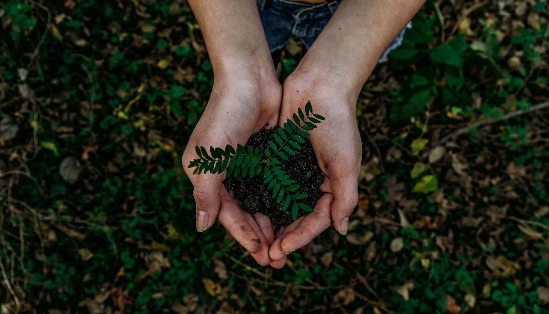 Sustentabilidade: o que é e como adotar hoje - eCycle