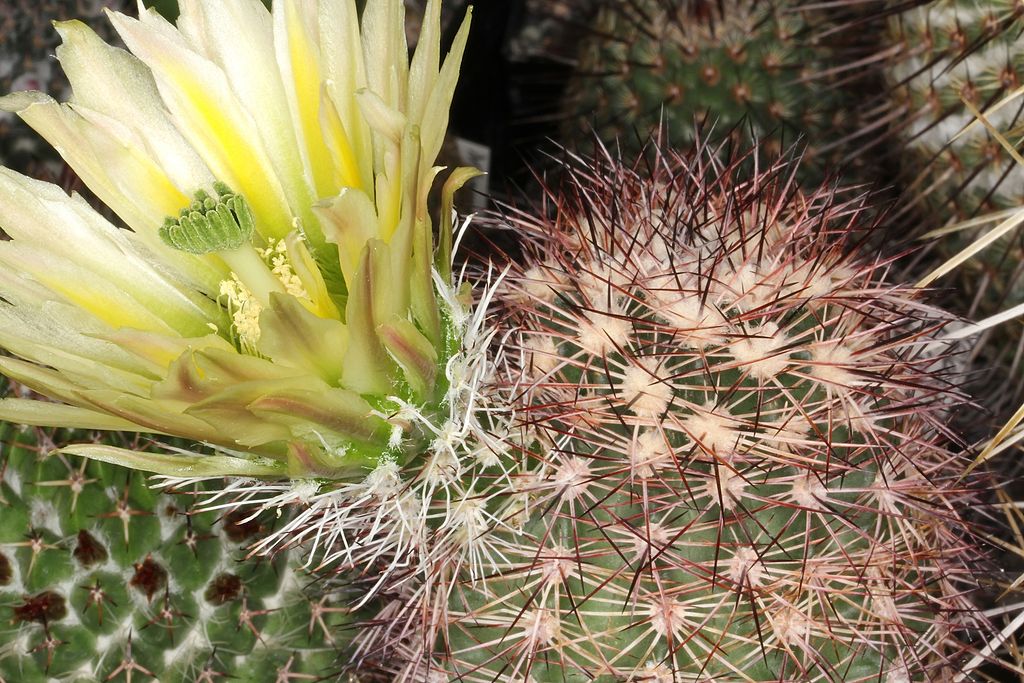Cactos com flores: conheça 10 espécies para cuidar