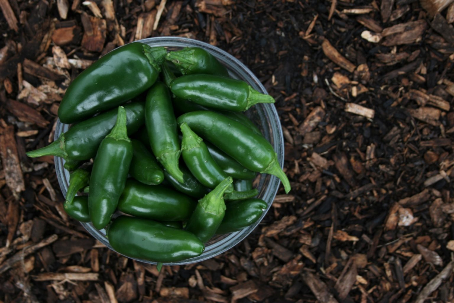 Pimenta chipotle: o que é e como é feita - eCycle