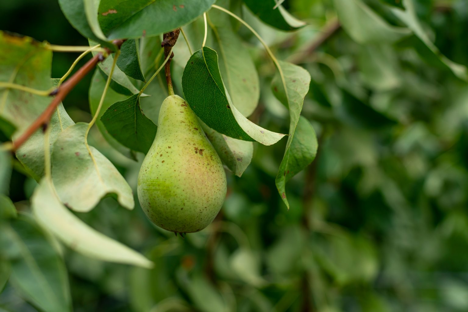 Pera: conheça 5 benefícios da fruta à saúde - eCycle