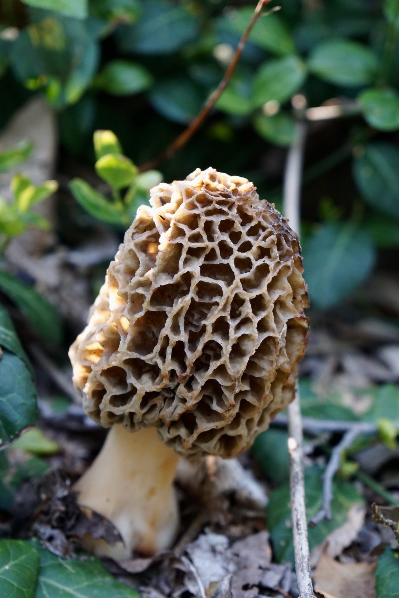 Cogumelo morel: tóxico ou comestível? - eCycle
