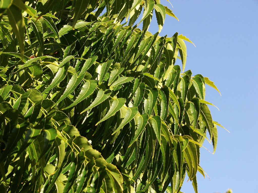 Neem: benefícios da raiz às folhas