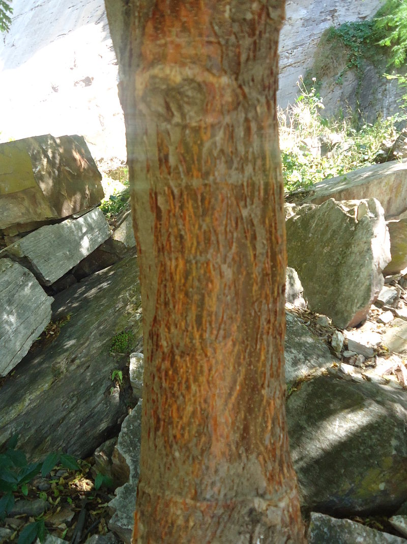 Umburana-de-cheiro: características e usos - eCycle