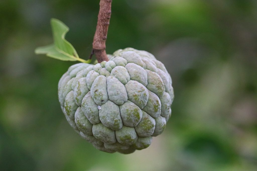 Fruta-do-conde: benefícios e propriedades - eCycle