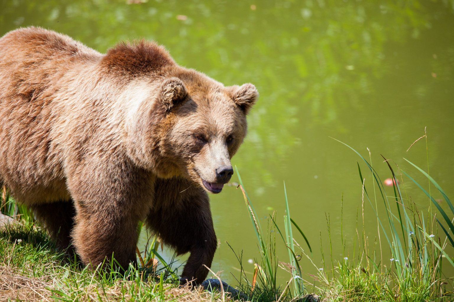 Urso-pardo: características, dieta e conservação - eCycle