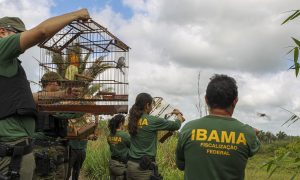 Ibama: o que é, funções e importância - eCycle
