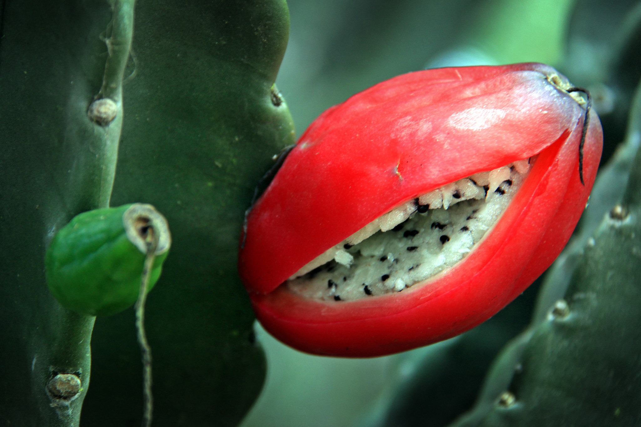 Chá De Mandacaru Benefícios - RETOEDU