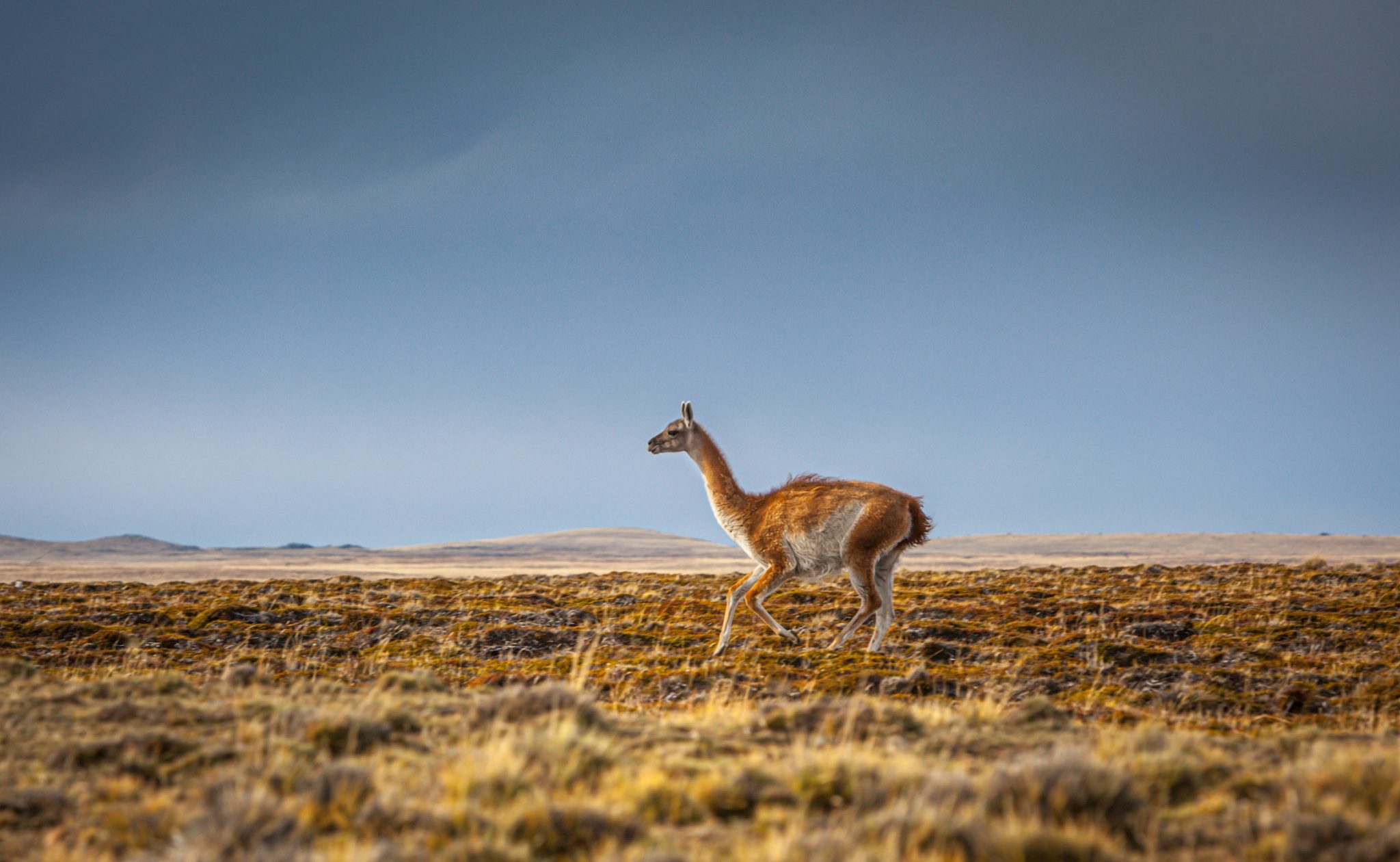 Conheça os grandes desertos do mundo e suas características