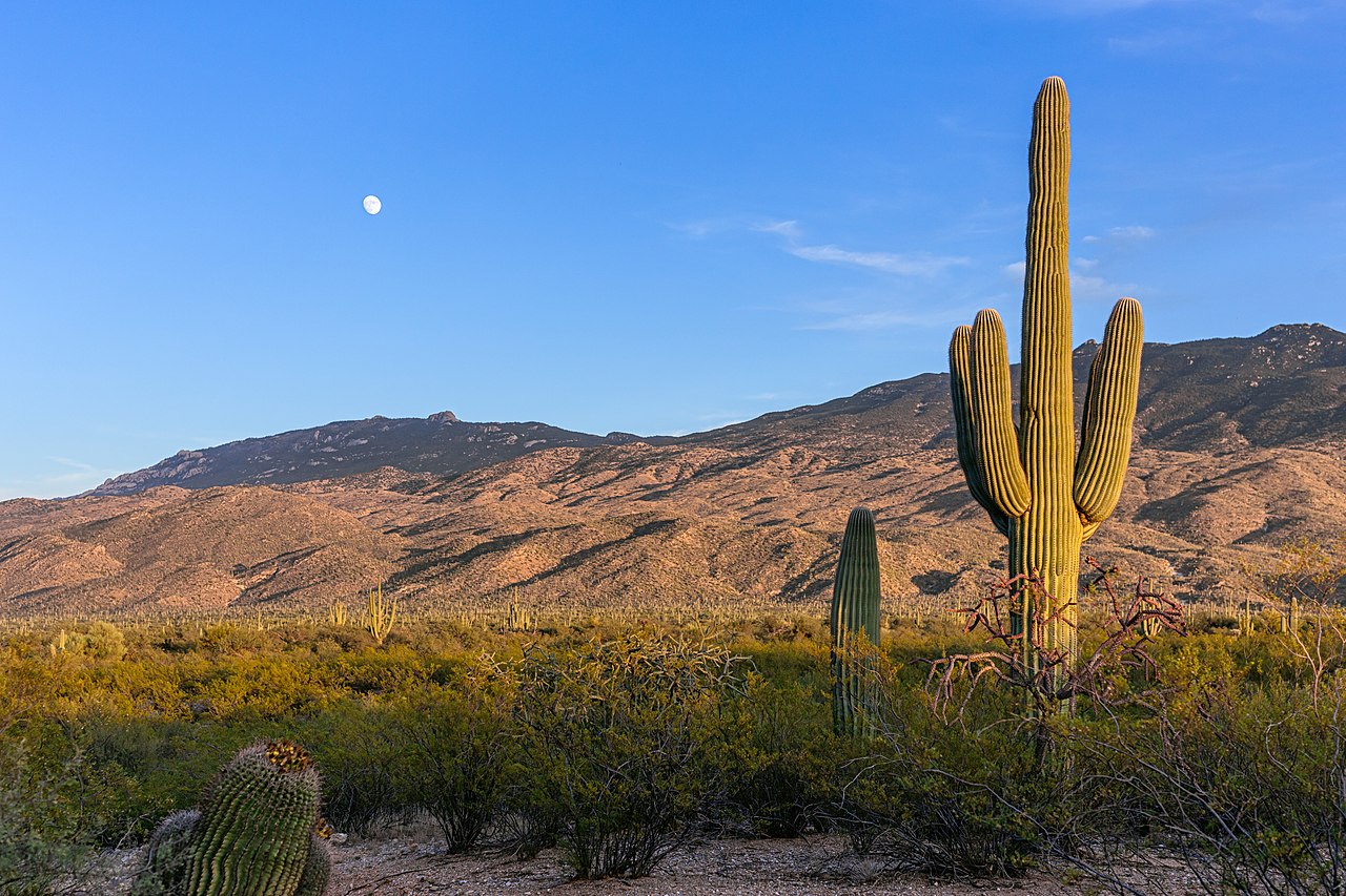 Conheça os grandes desertos do mundo e suas características
