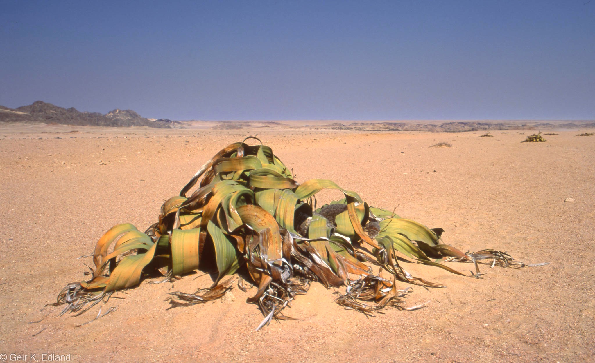 Deserto do Namibe: o deserto que encontra o mar - eCycle