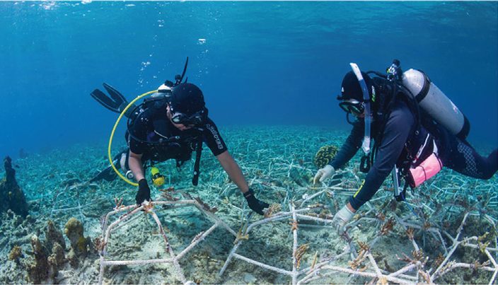 Pesca com bomba: crime ambiental destrói a vida marinha